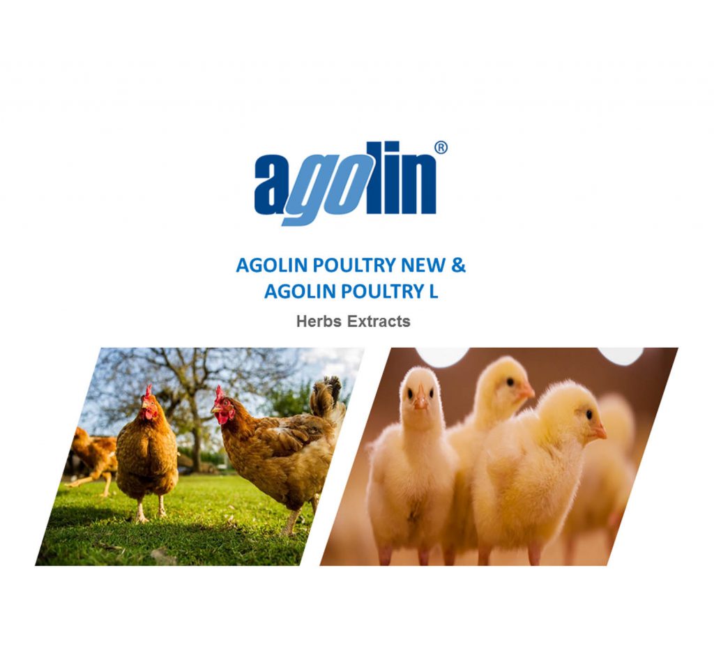 مشخصات، قیمت و خرید آگولین پولتری نیو