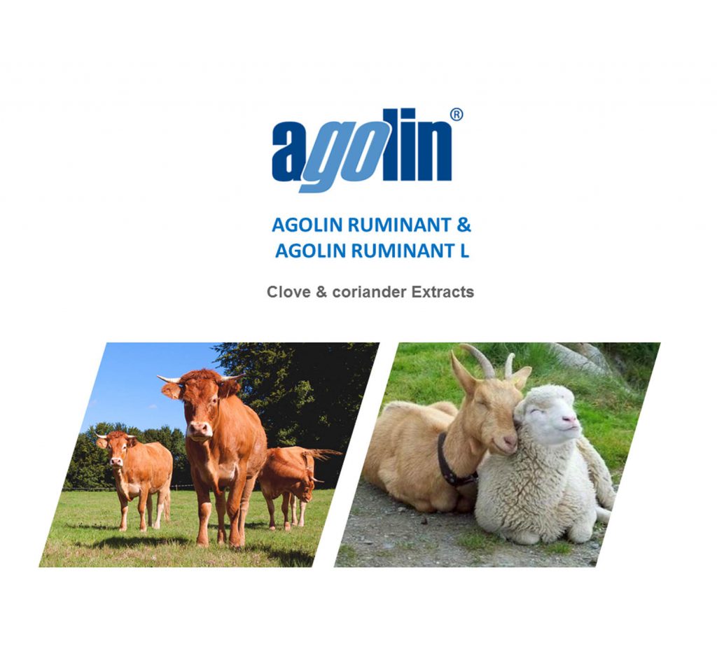 مشخصات، قیمت و خرید آگولین رومیننت ال