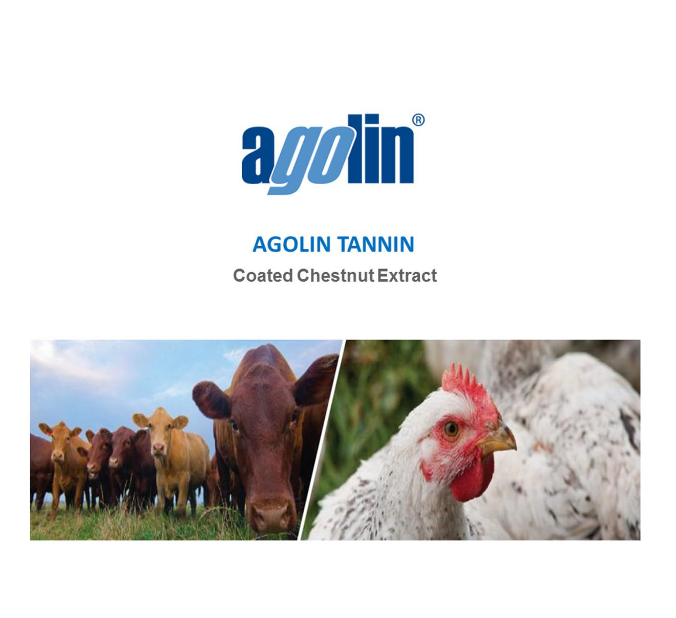 مشخصات، قیمت و خرید آگولین تانین