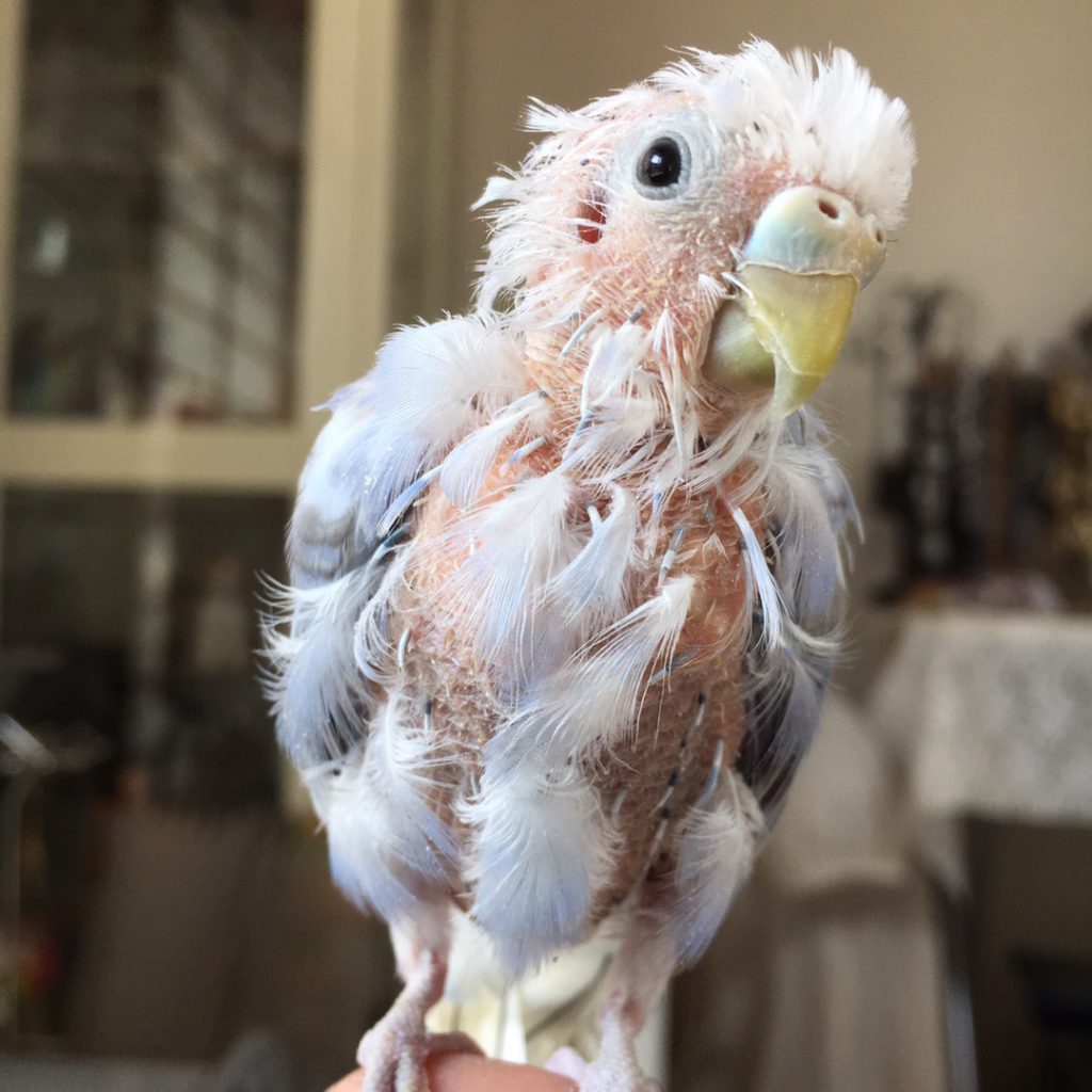 بیماری منقار و پر طوطی یا PBFD – فروشگاه اینترنتی ماکیان دام پارس